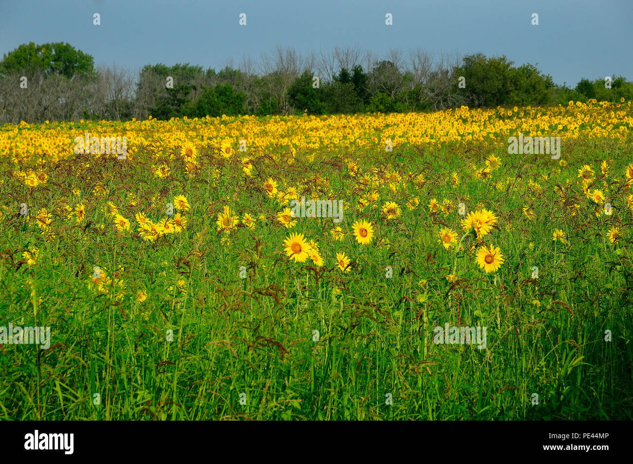 Country field of Sunflowers blooming Stock Photo - Alamy