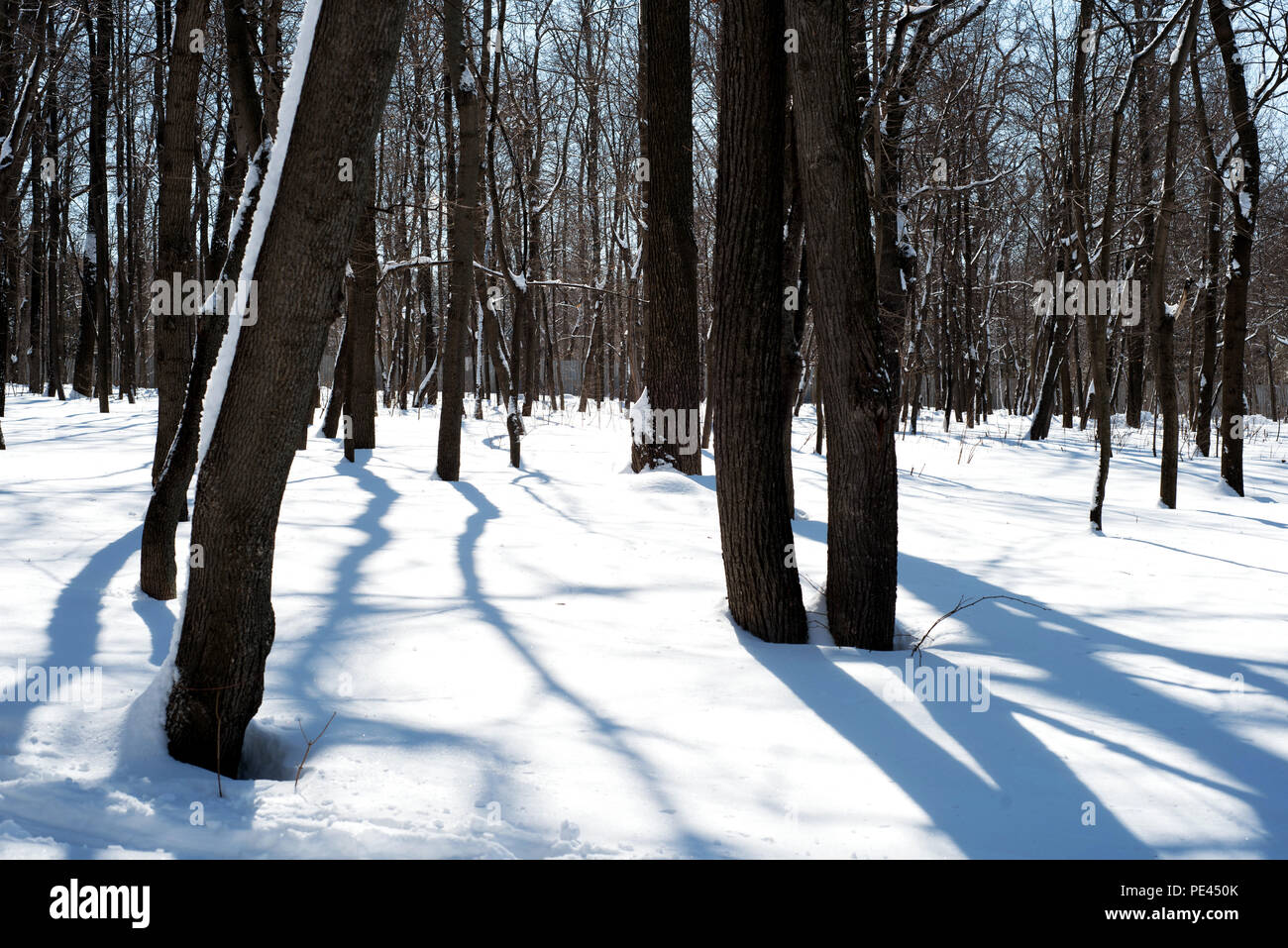 Deciduous tree trunks in nature with snow on the ground covering the ...
