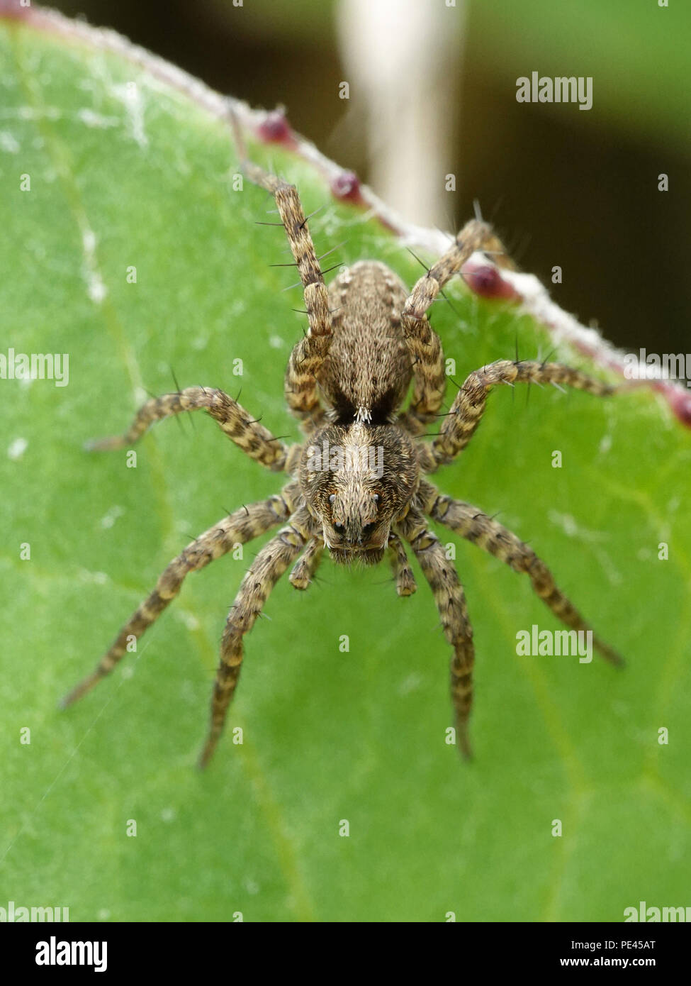 Closeup photo of the Wolf spider sitting on vegetation Stock Photo - Alamy