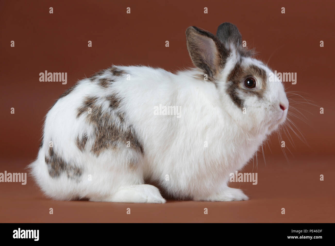 Rabbit portrait in studio with brown background and perfect ...