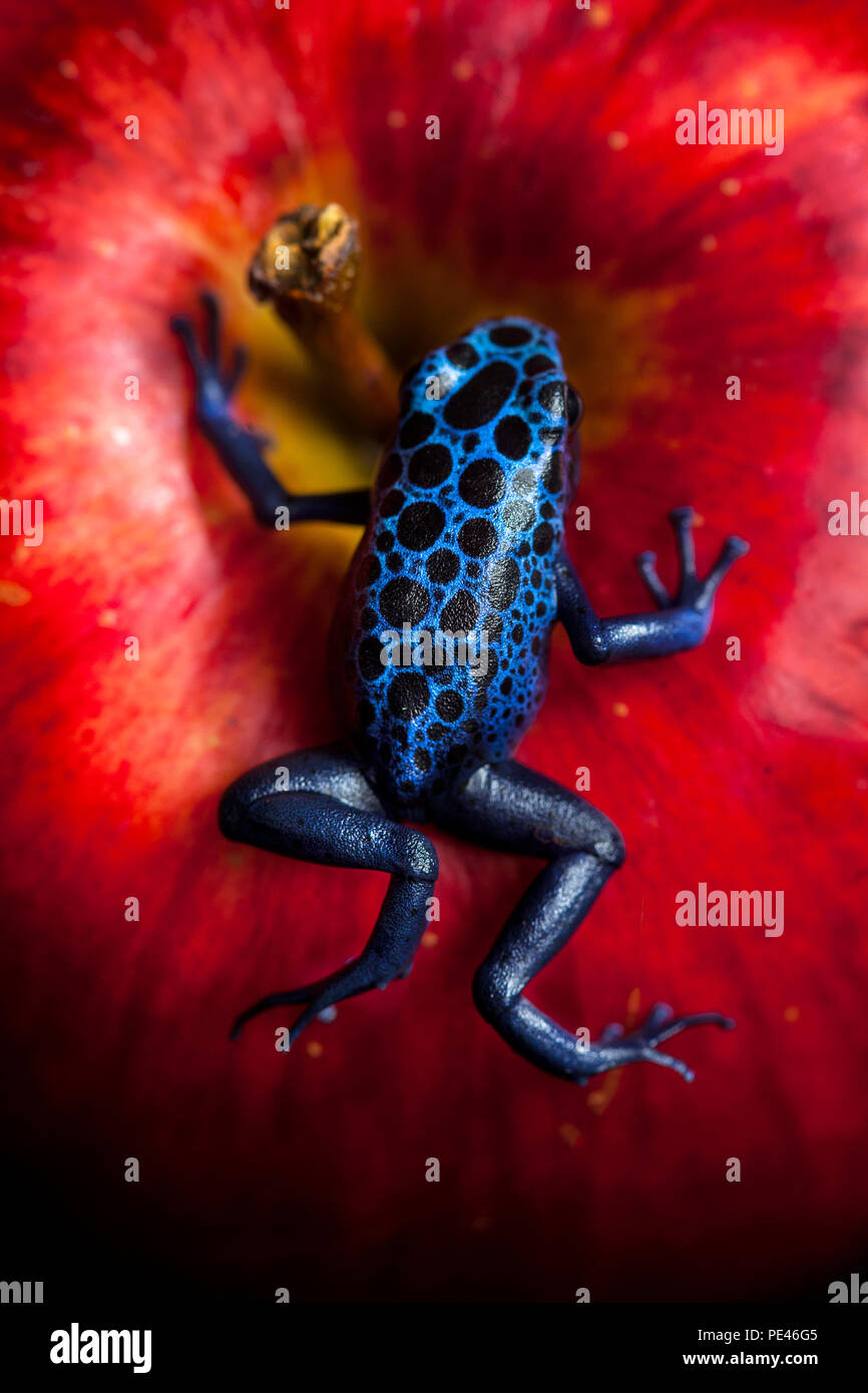 blue drag frog Stock Photo - Alamy