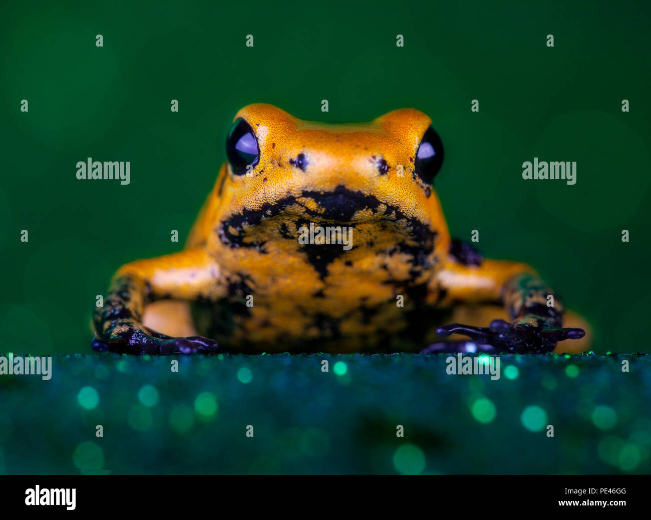 golden drag frog Stock Photo - Alamy