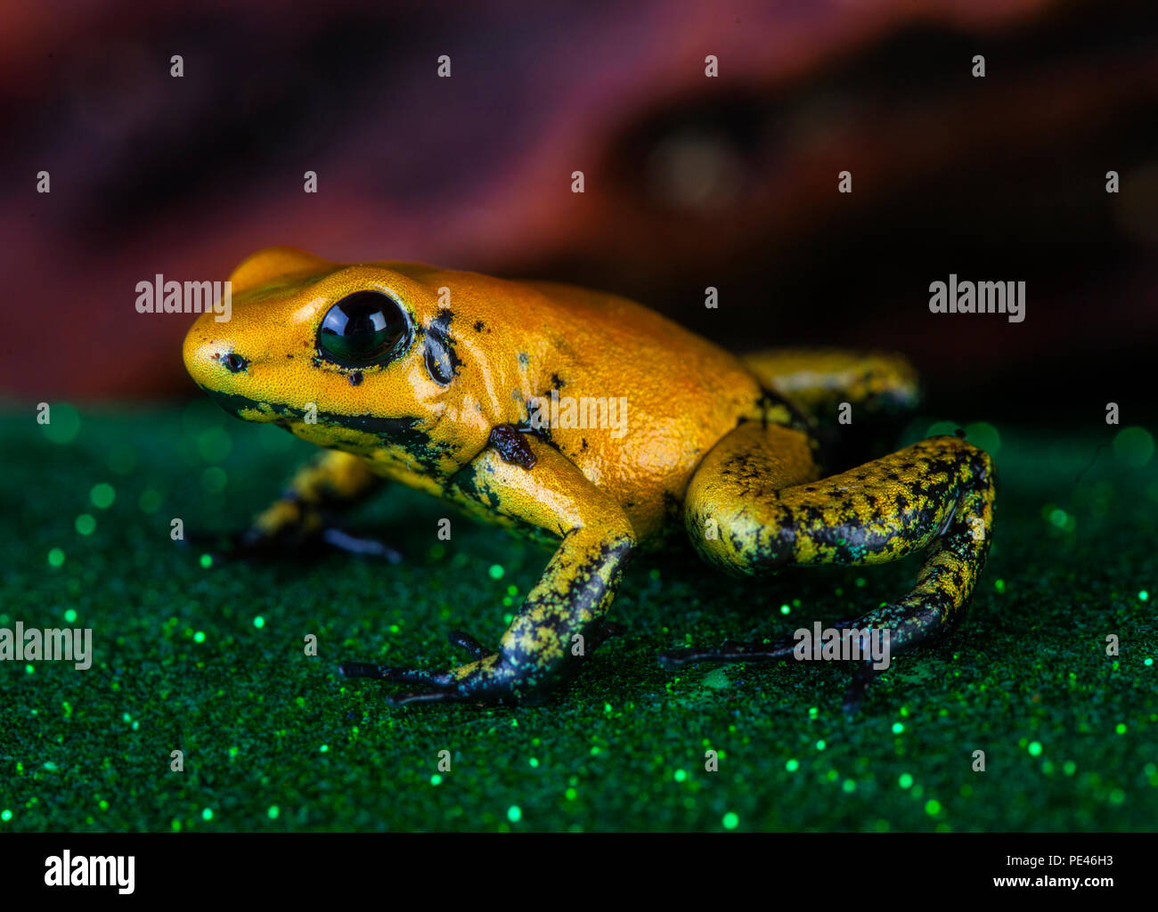 golden drag frog Stock Photo - Alamy