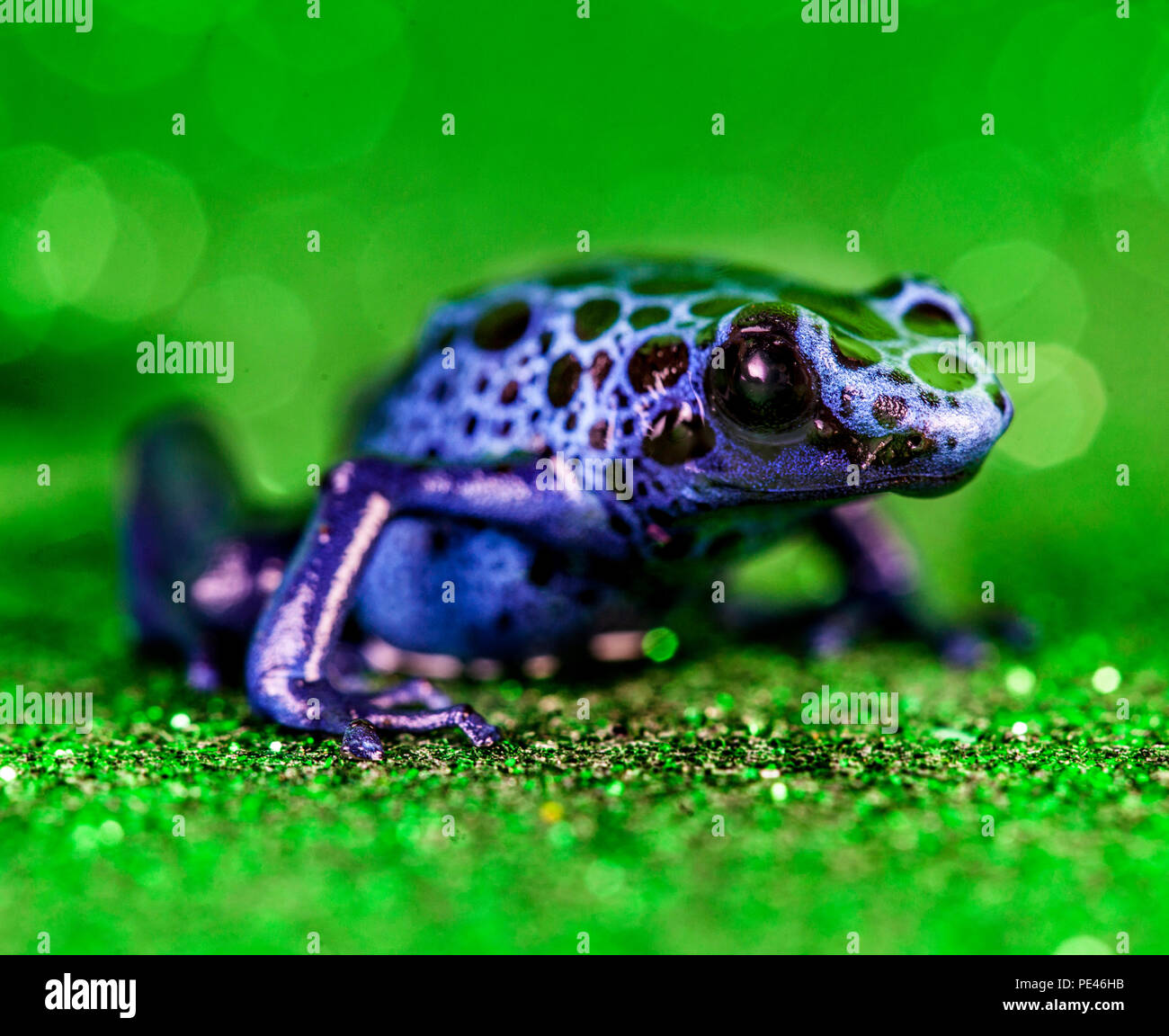 blue drag frog Stock Photo - Alamy