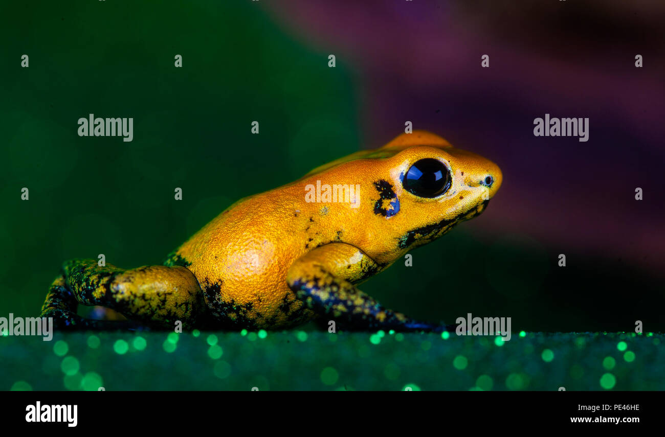 golden drag frog Stock Photo - Alamy