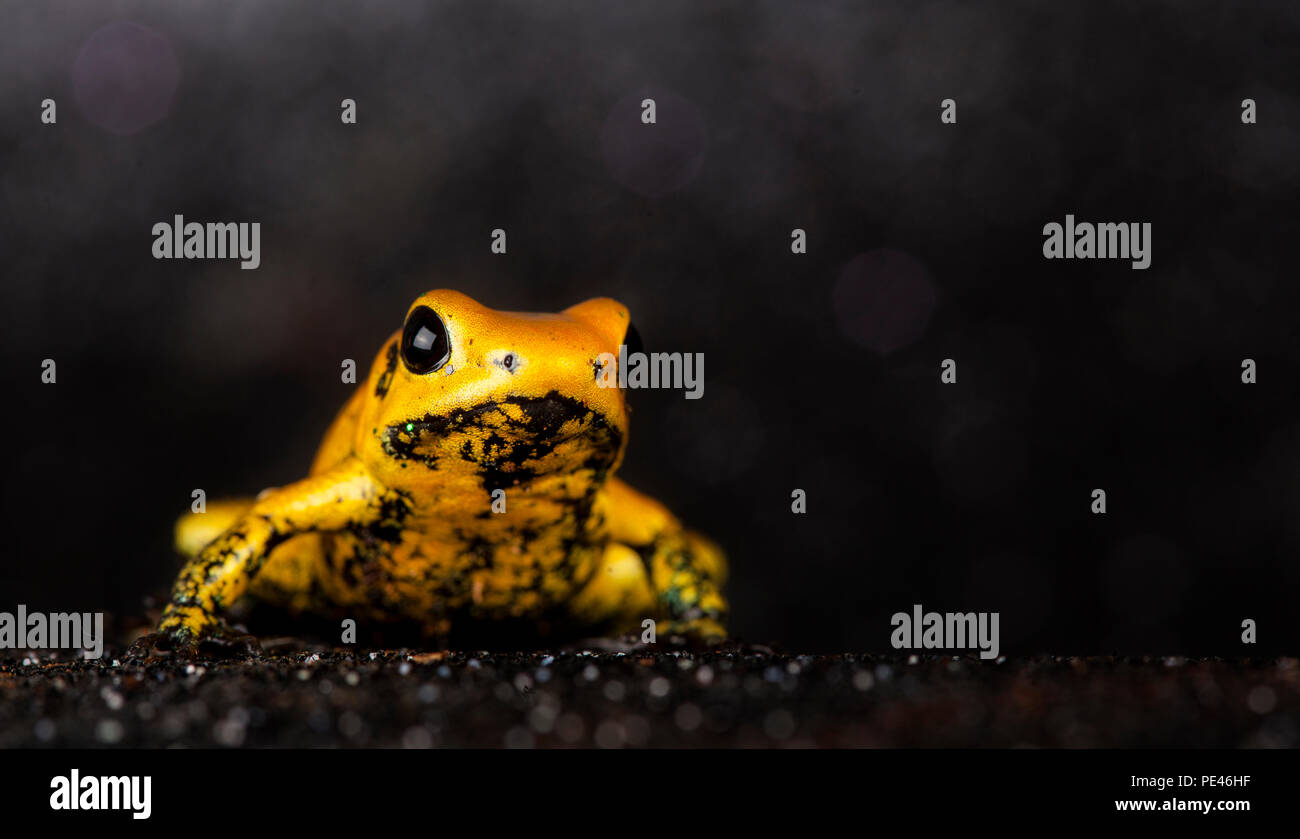 golden drag frog Stock Photo - Alamy