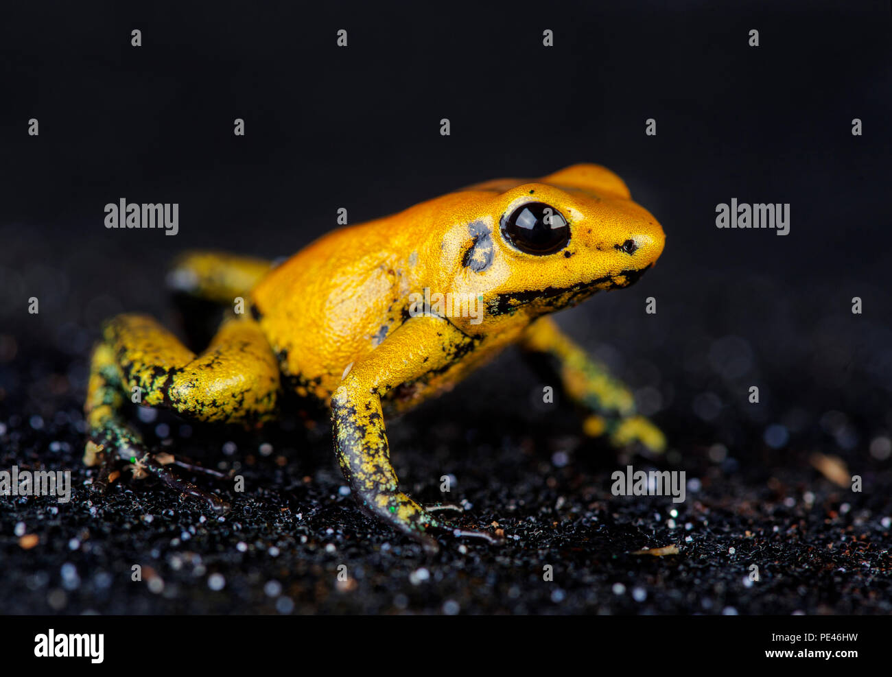 golden drag frog Stock Photo - Alamy
