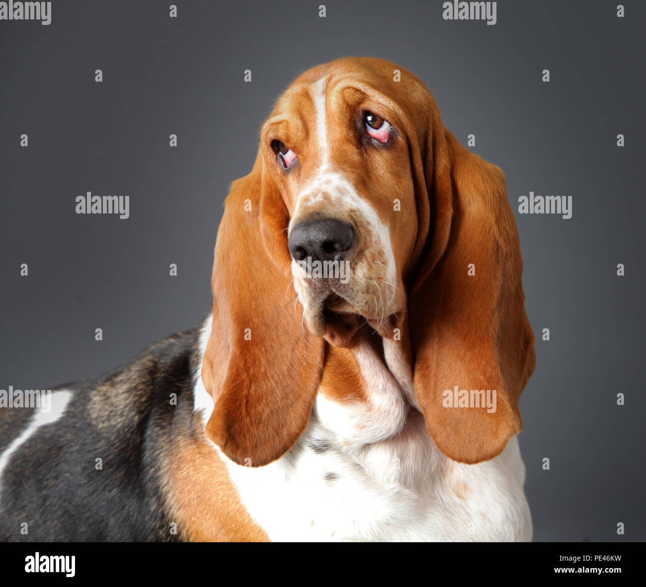 Basset hound dog in studio with grey background Stock Photo - Alamy