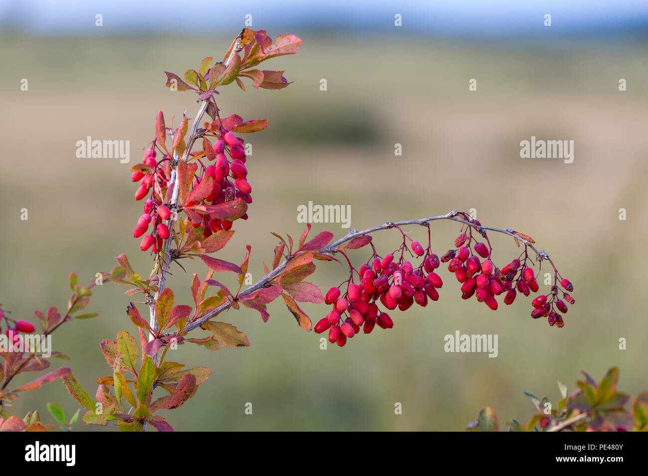 Barberry purple berries hi-res stock photography and images - Alamy