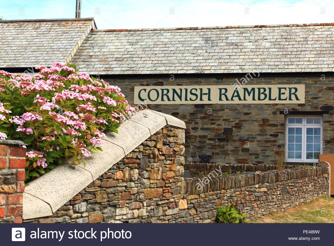 Rambler Plant High Resolution Stock Photography and Images - Alamy