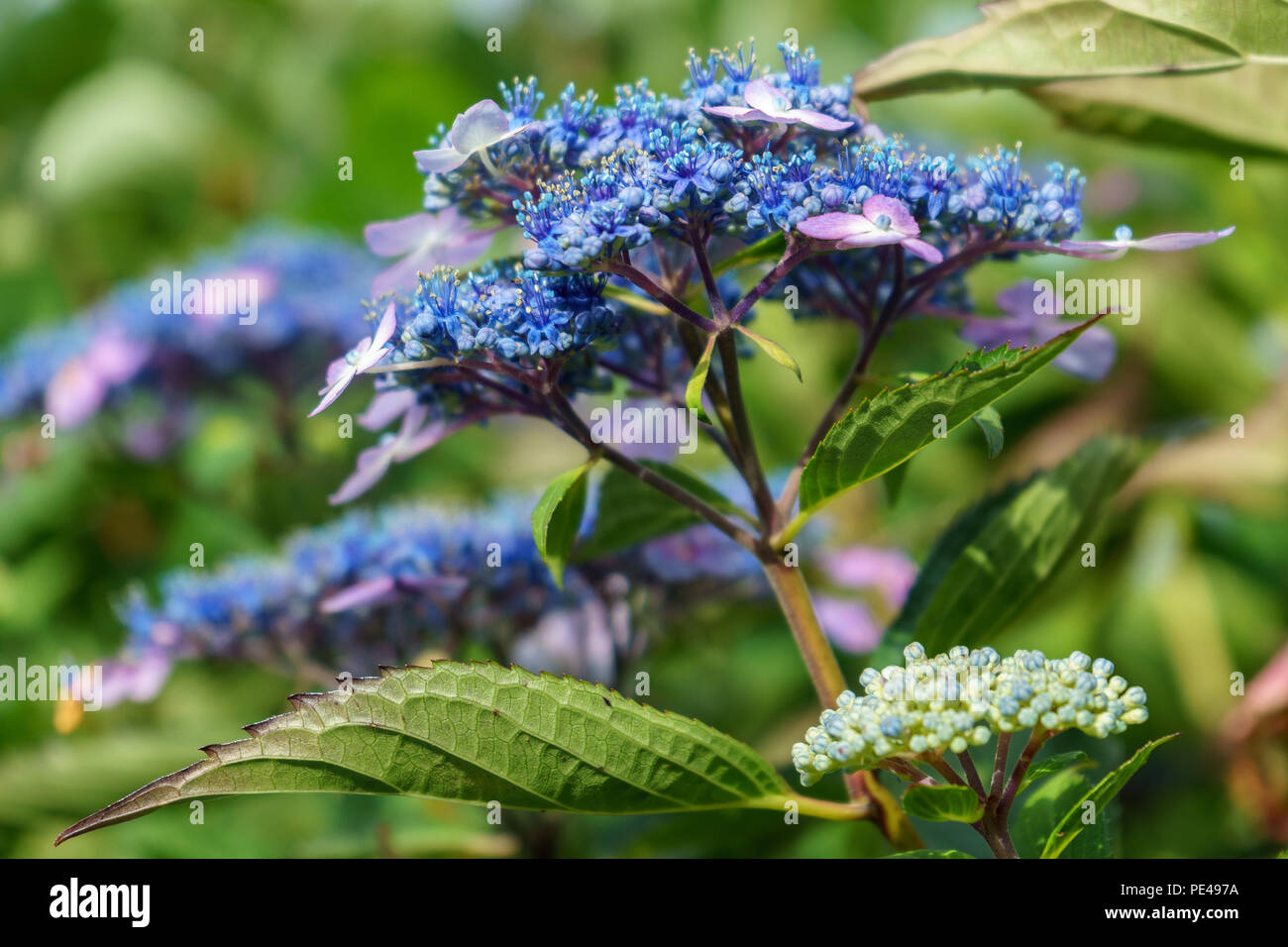 Blue Lacecap Hydrangea flowering Stock Photo - Alamy