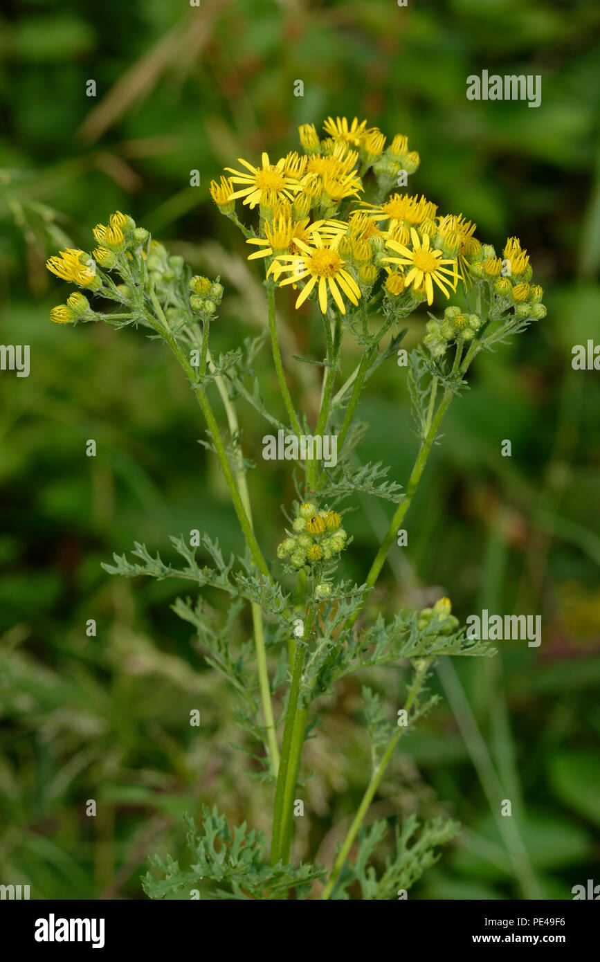 Hoary Ragwort - Senecio erucifolius Yellow Wild Flower Stock Photo - Alamy