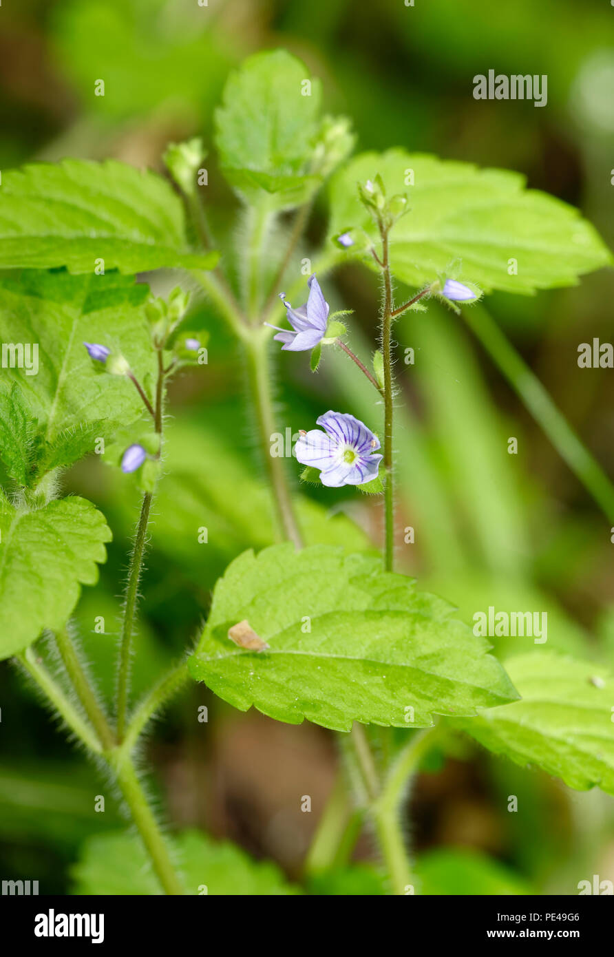 Wood Speedwell - Veronica montana Flowers and Leaves Stock Photo - Alamy