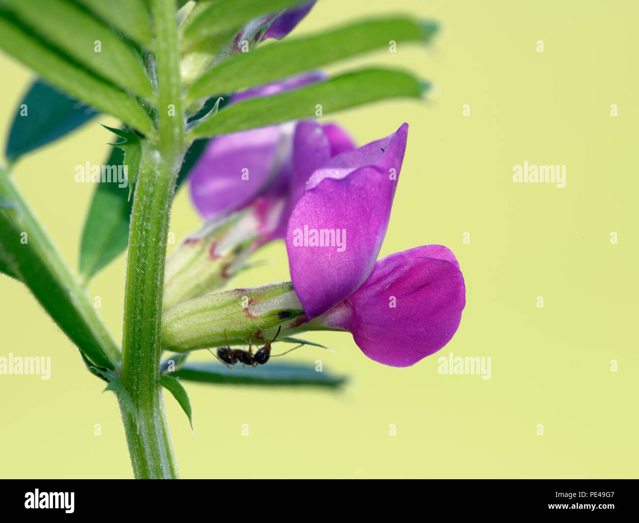 Common Vetch - Vicia sativa with Black Ant Stock Photo - Alamy