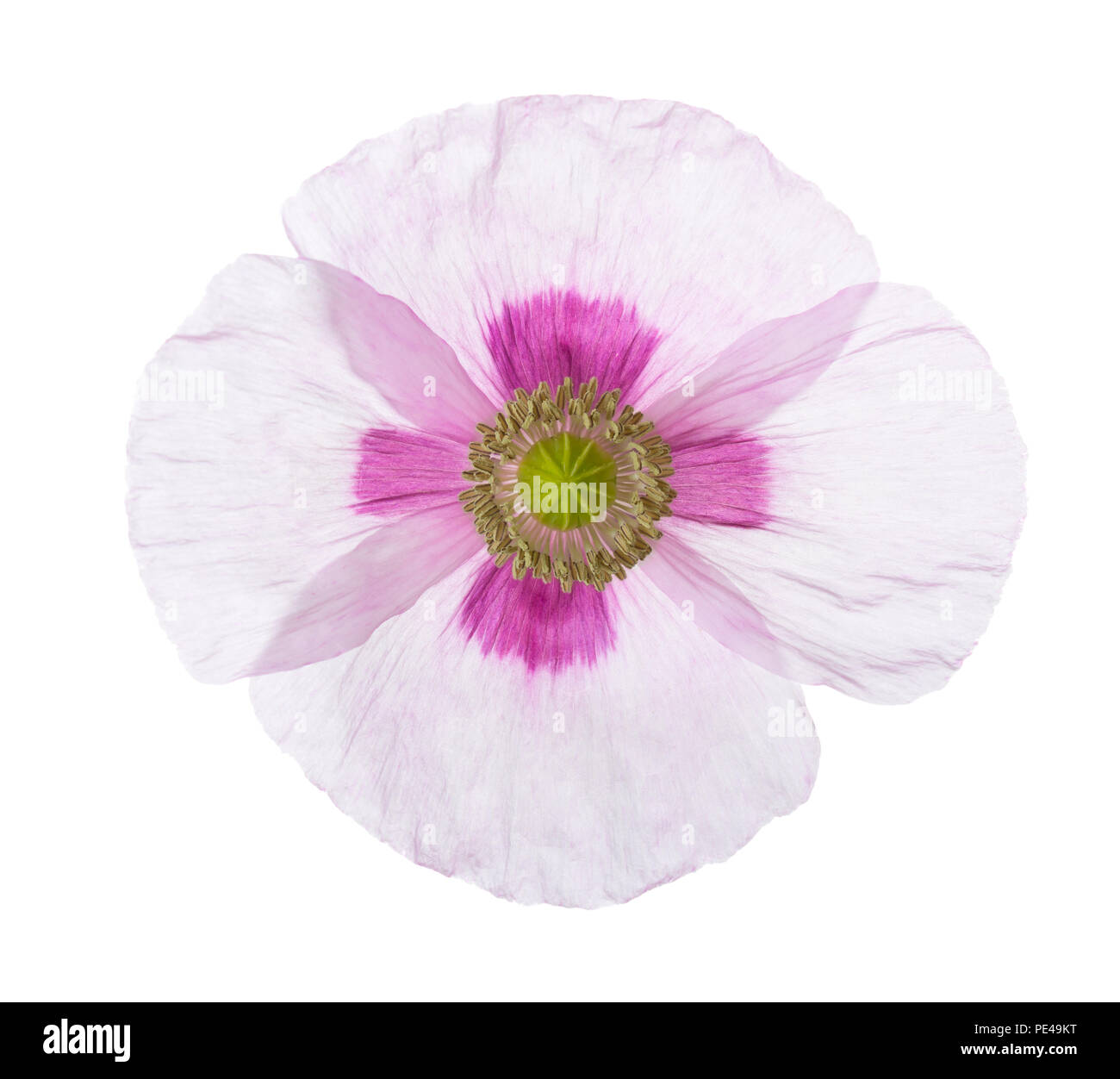 Poppy flower isolated on white background. Papaver somniferum (opium ...