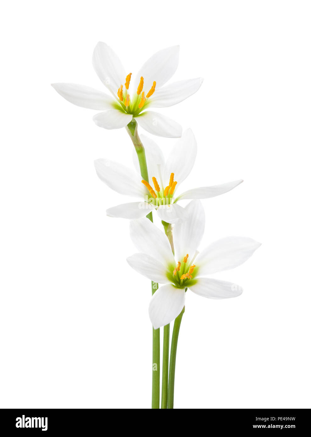 Three white lilies isolated on a white background. Zephyranthes candida ...