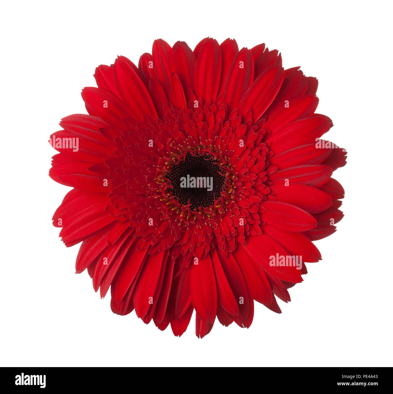 Red Gerbera flower isolated on white background Stock Photo - Alamy