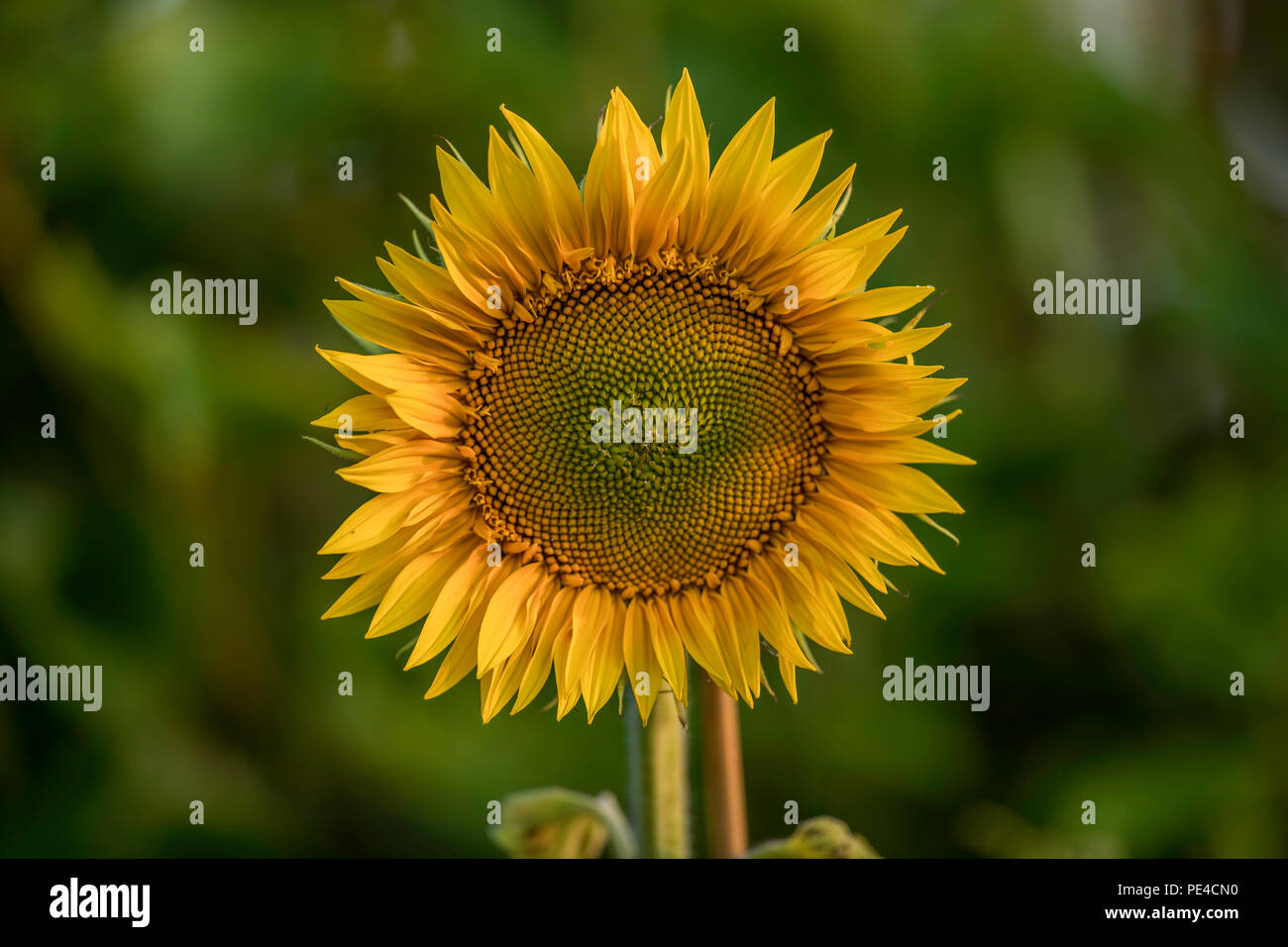 Caducous hi-res stock photography and images - Alamy