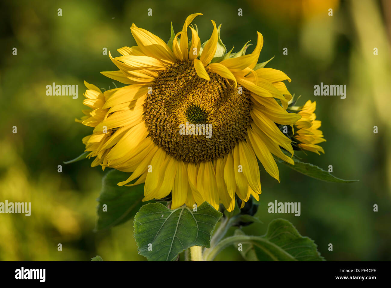 Caducous hi-res stock photography and images - Alamy