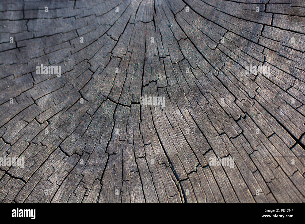 Cut tree stump surface as a background texture Stock Photo - Alamy