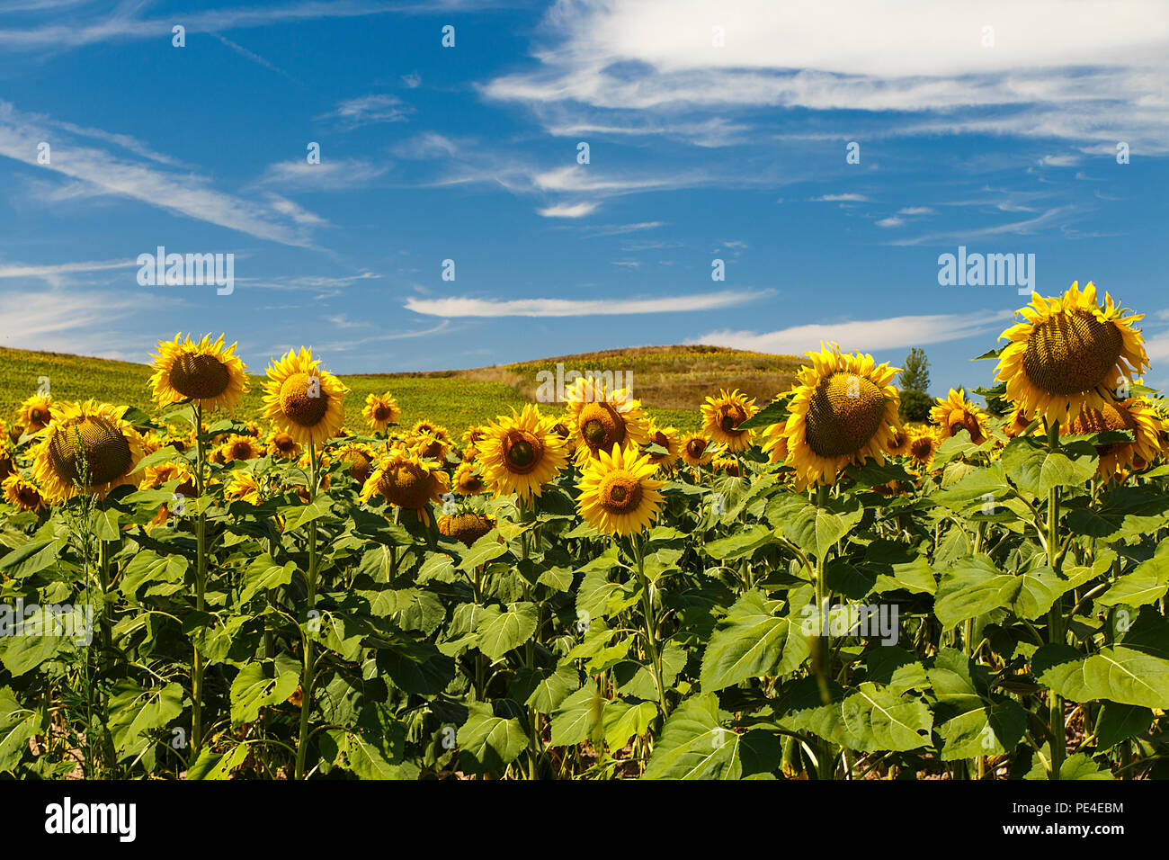 field of sunflowers in august Stock Photo - Alamy