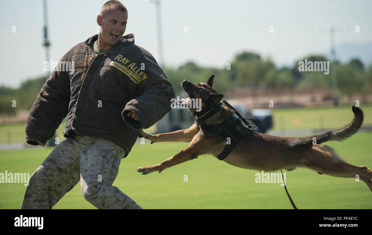 Sgt. Derek Patrick, a military working dog trainer from Marine Corps ...