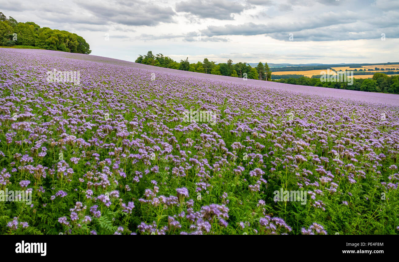 Phacelia Manure High Resolution Stock Photography and Images - Alamy