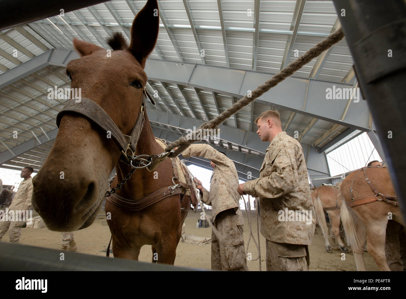 U.S. Marine Corps Sgt. Christopher S. McCaffery, center, animal packing ...