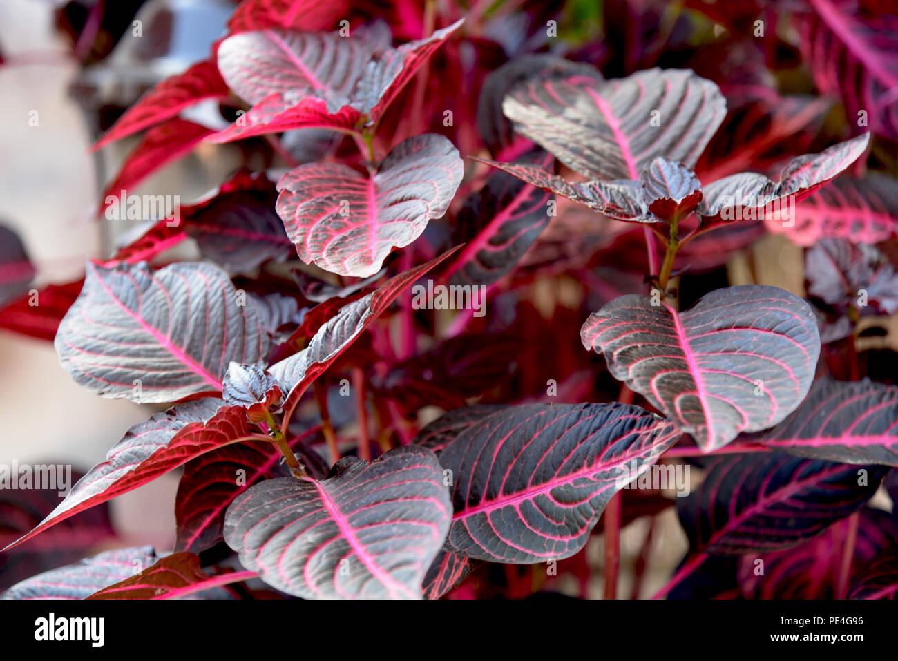 red coleus full sun Stock Photo - Alamy