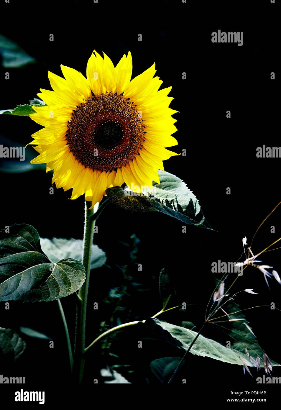 sunflower in the dark Stock Photo - Alamy