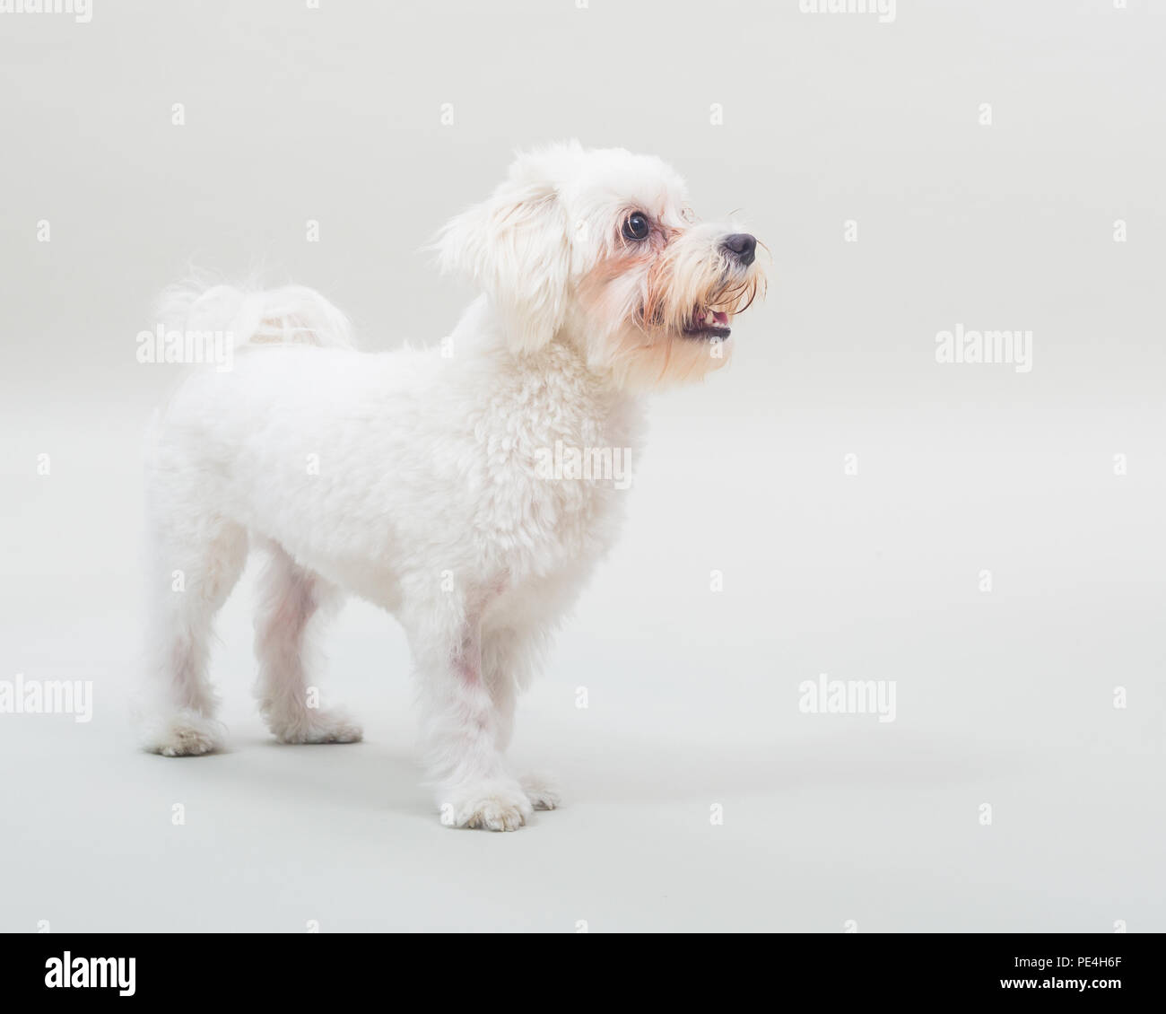 Portrait of cute female maltese dog on gray background Stock Photo - Alamy