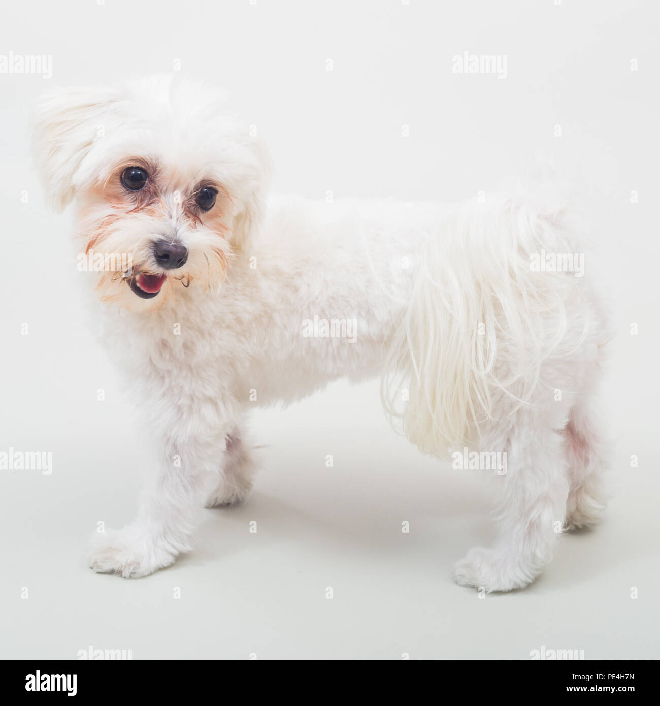 Portrait of cute female maltese dog on gray background Stock Photo - Alamy