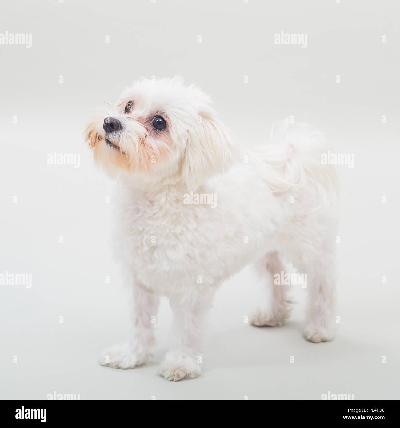 Portrait of cute female maltese dog on gray background Stock Photo - Alamy