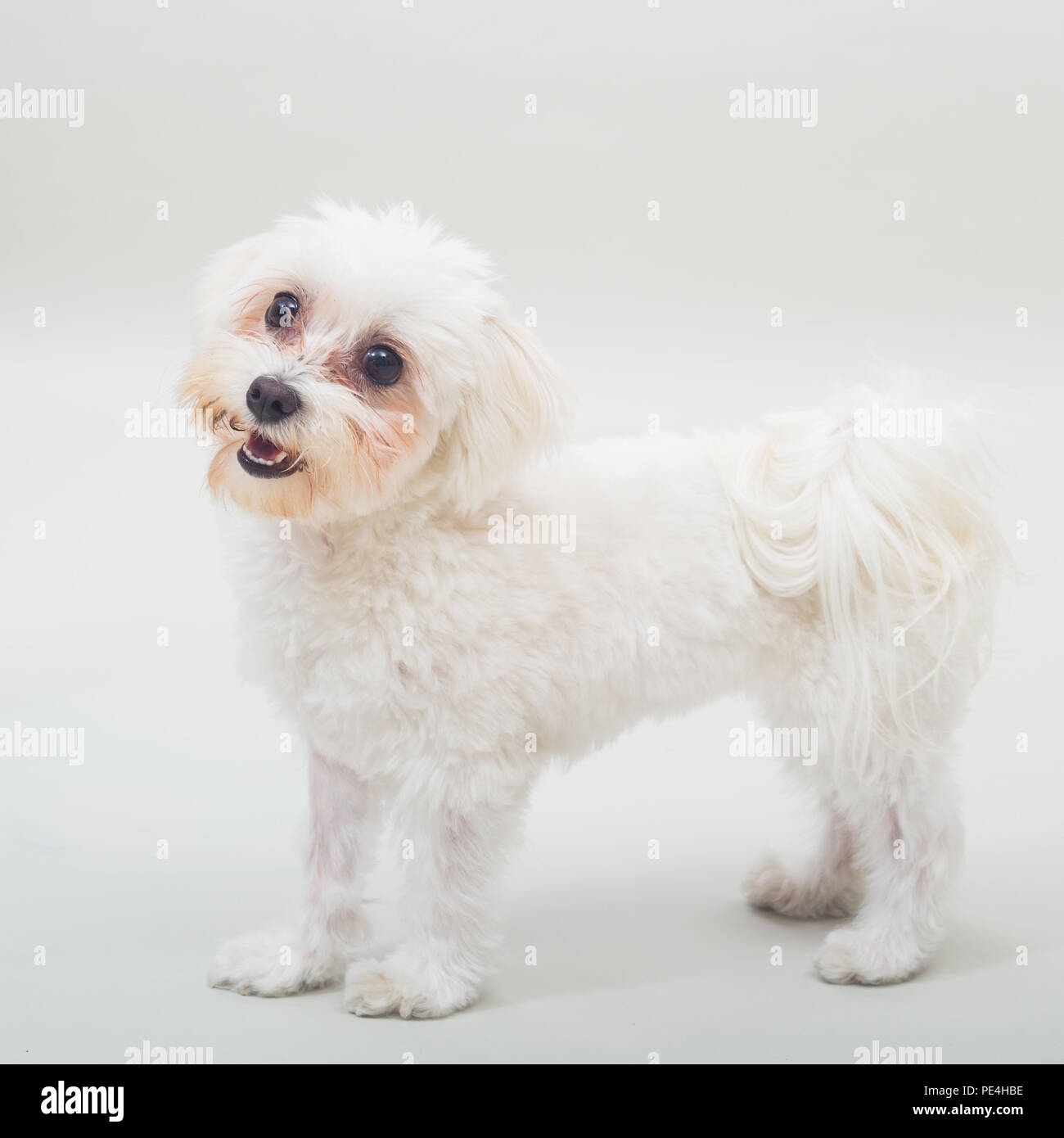 Portrait of cute female maltese dog on gray background Stock Photo - Alamy