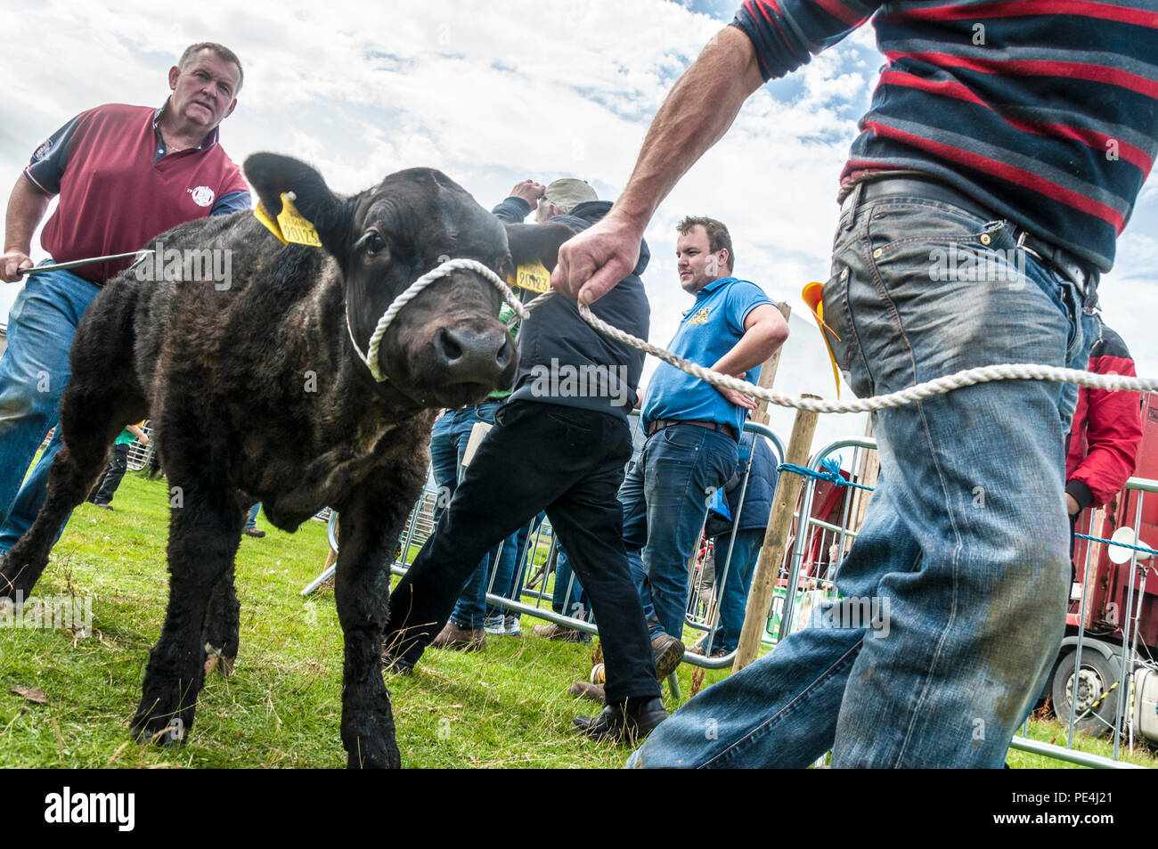 Ardara, County Donegal, Ireland. Farmers and cattle at the Annual ...