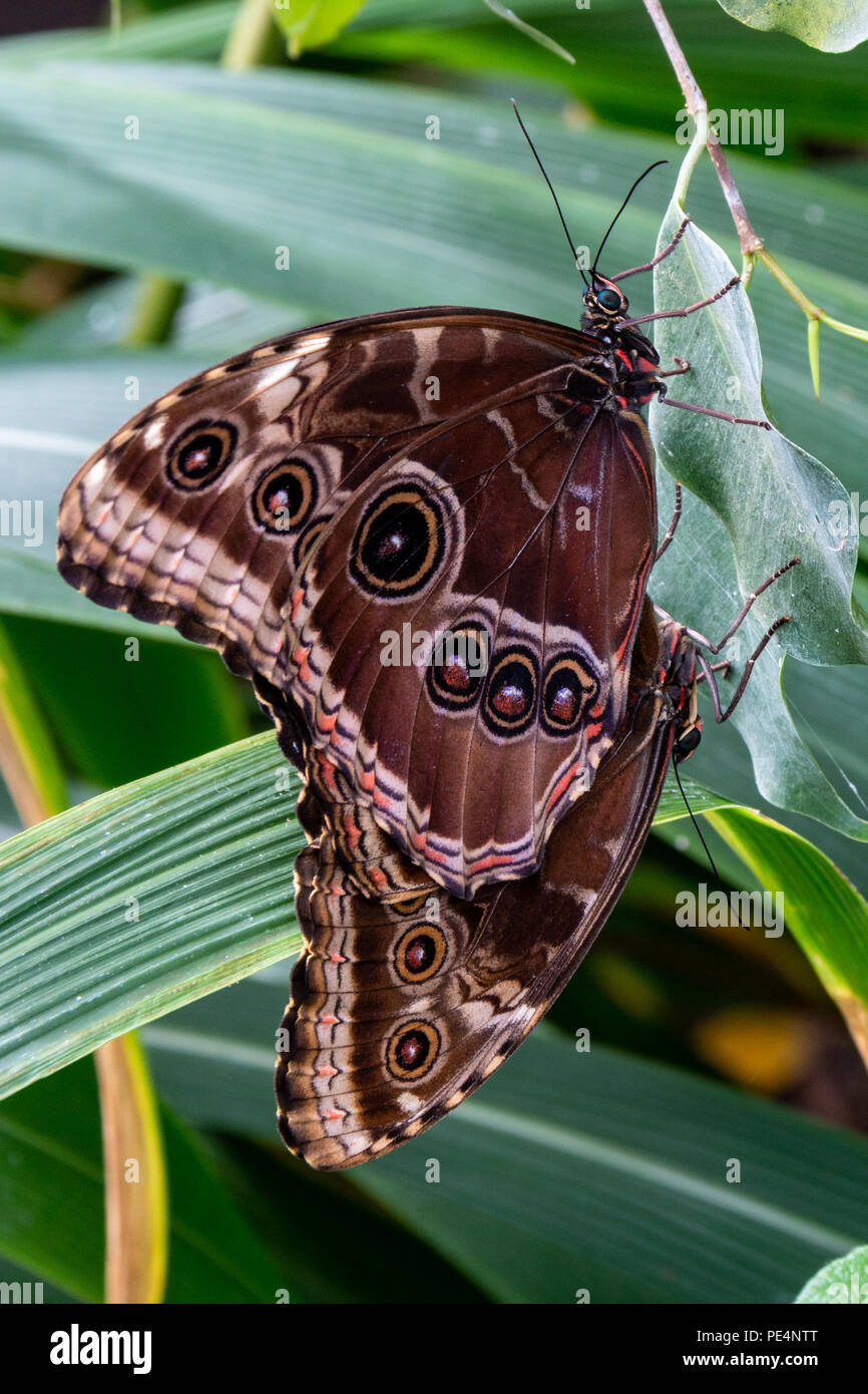 Bushbrown butterfly hi-res stock photography and images - Alamy