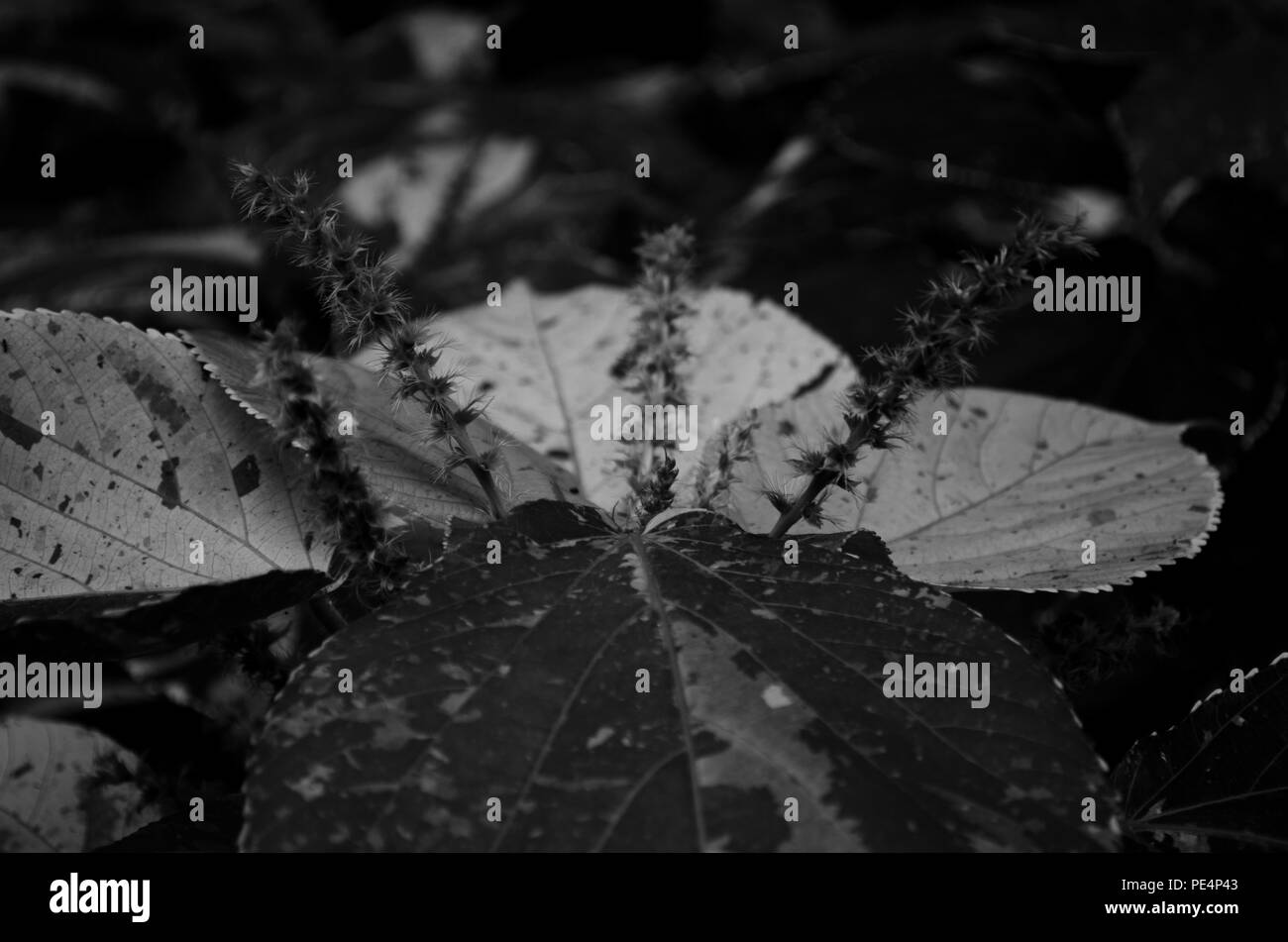 Amazing blossom Black and White Stock Photos & Images - Alamy