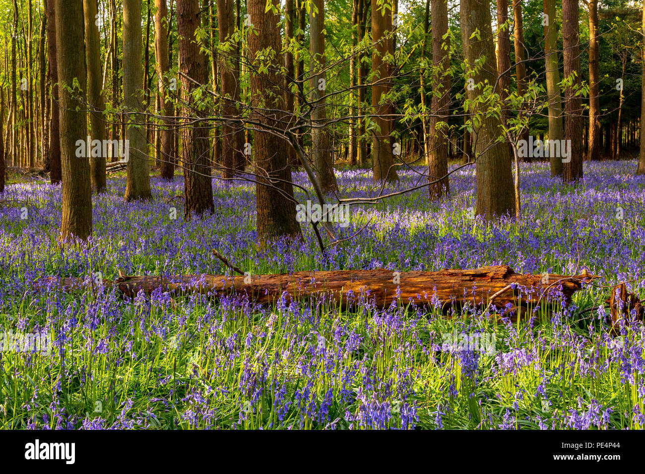 Woods in the morning hi-res stock photography and images - Alamy