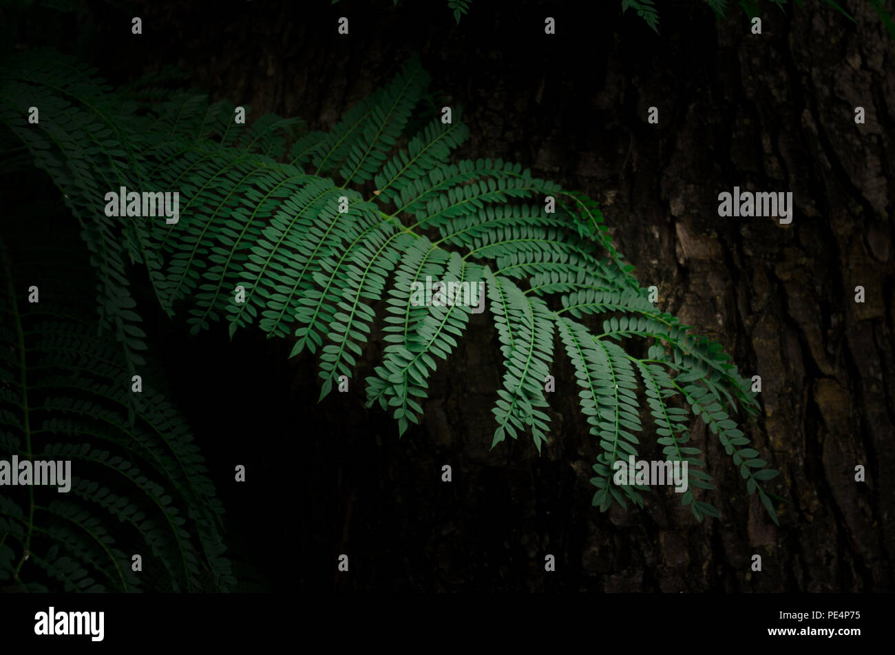 Fern growing in shade Stock Photo - Alamy