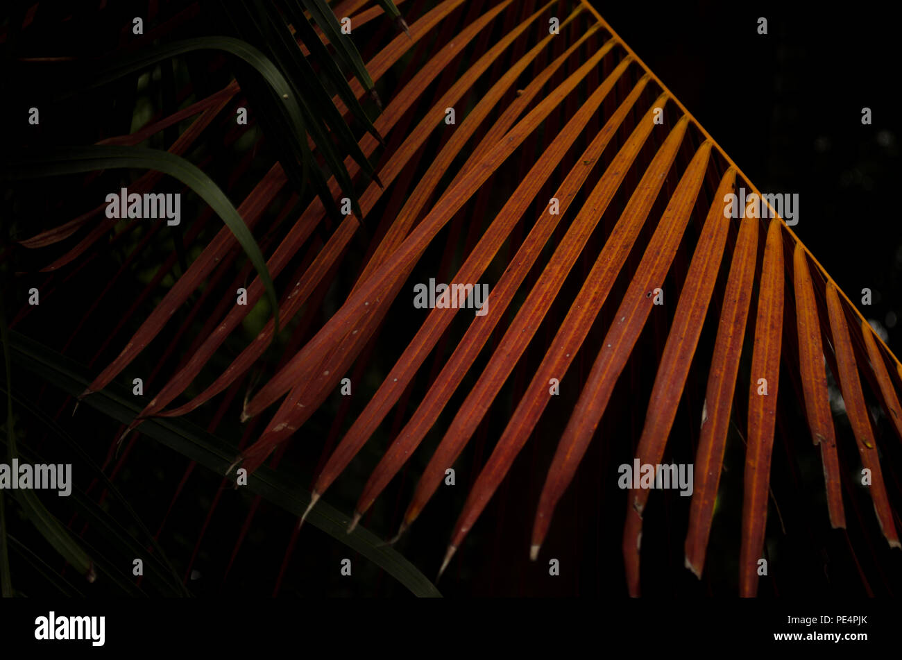 Dried palm trees Stock Photo - Alamy