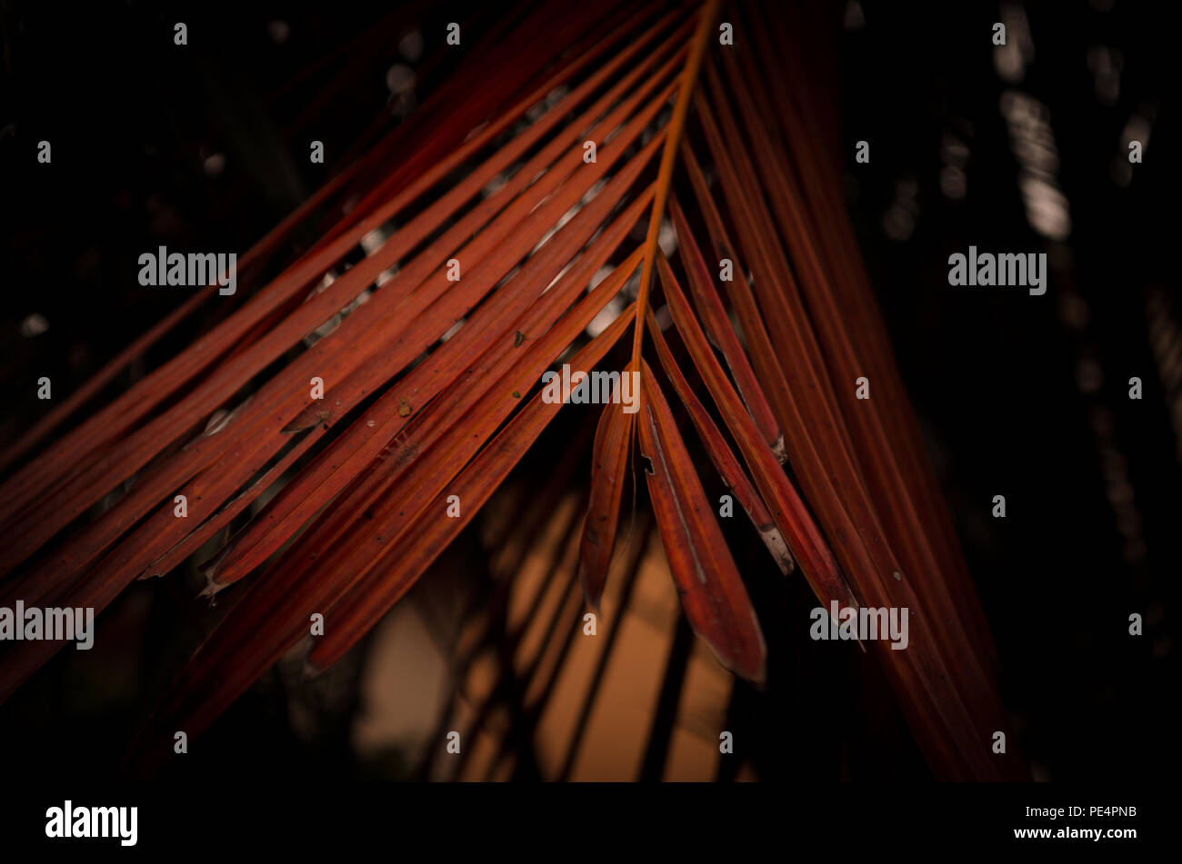 Dried palm trees Stock Photo - Alamy