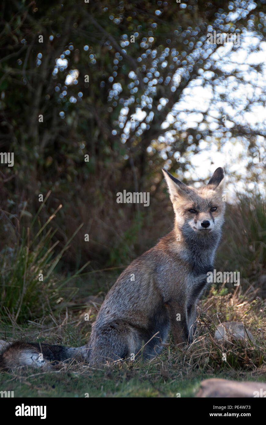 Fox, vulpes vulpes, Looking for food in the meadow, portrait Stock ...