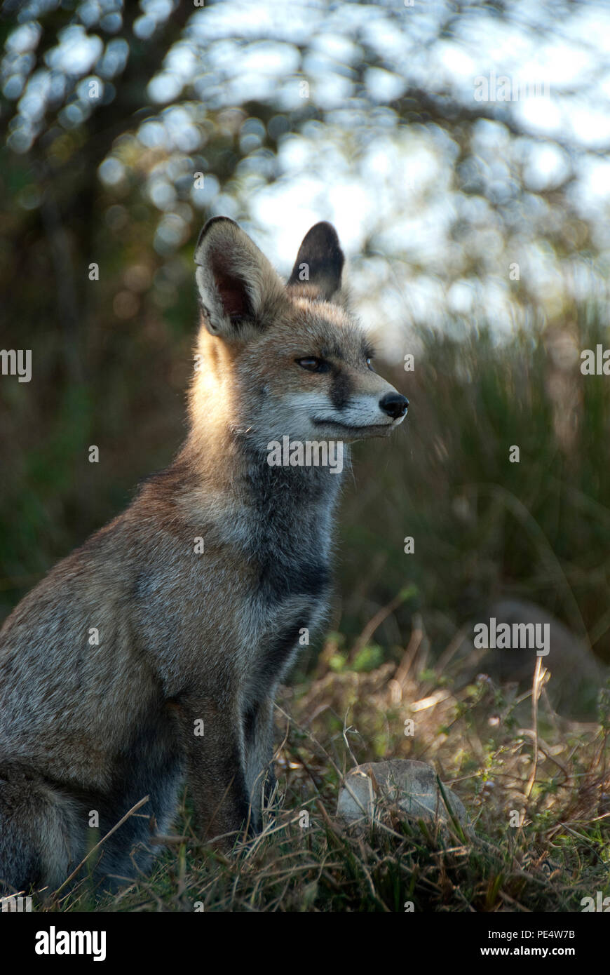 Fox, vulpes vulpes, Looking for food in the meadow, portrait Stock ...