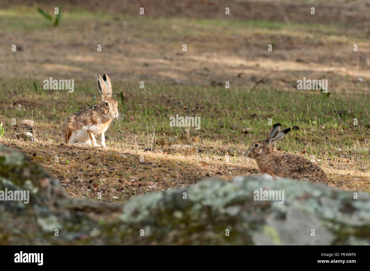 Rabbit plague hi-res stock photography and images - Alamy