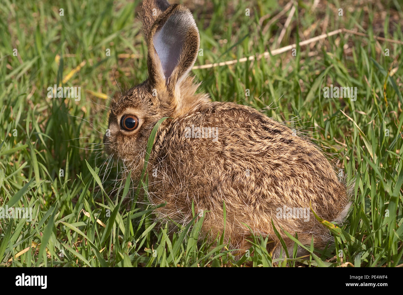 Little baby hare Lepus europaeus, lepus granatensis, portrait Stock ...