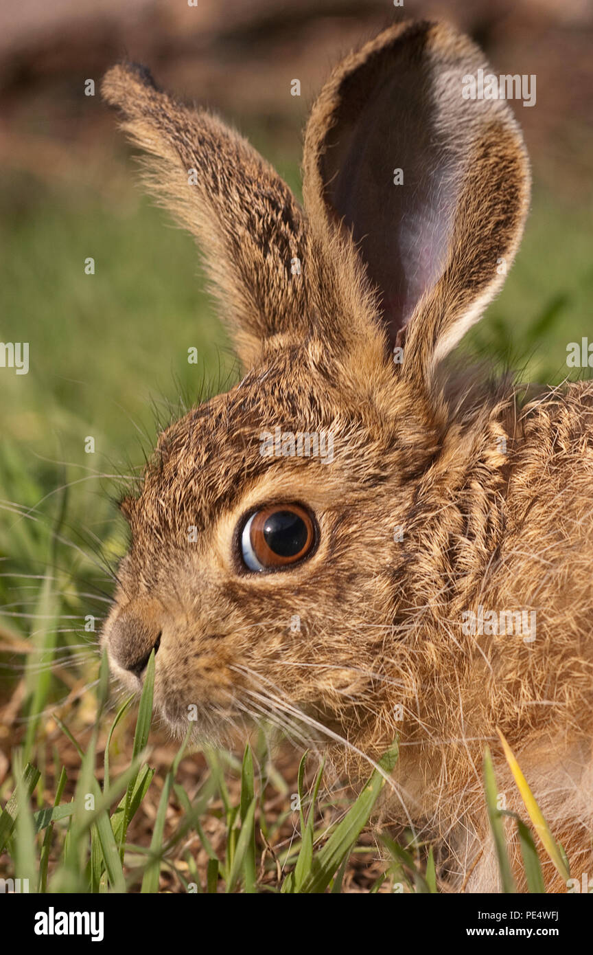 Little baby hare Lepus europaeus, lepus granatensis, portrait Stock ...