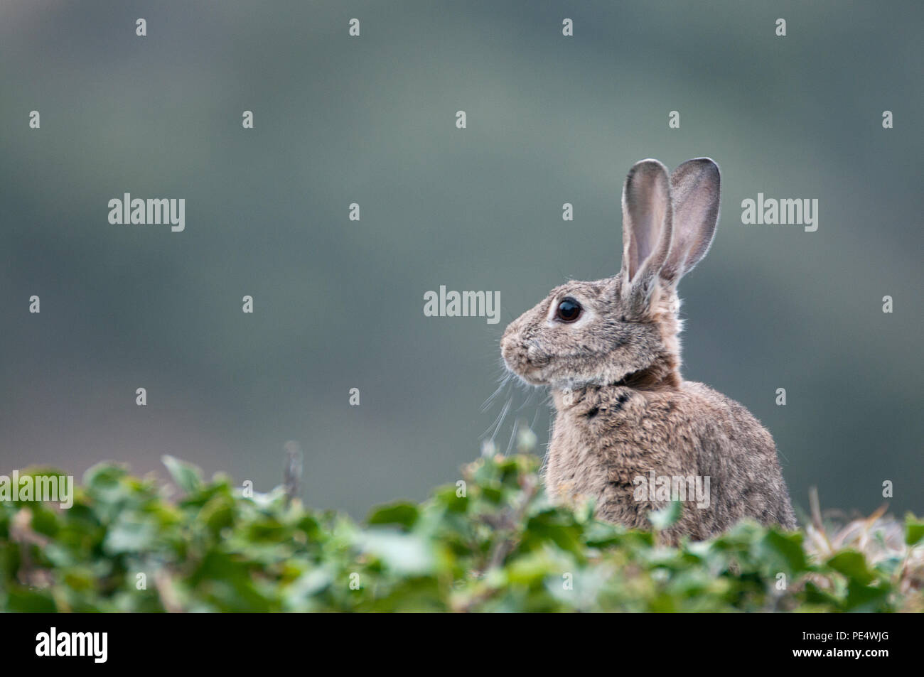 Rabbit portrait in the natural habitat, life in the meadow. European ...