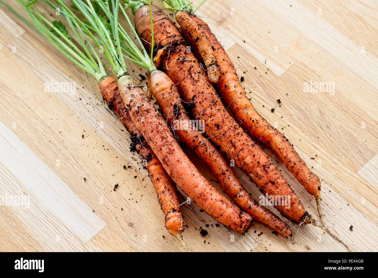 Bunch of Amsterdam 2 Sweetheart carrots freshly dug and still covered ...