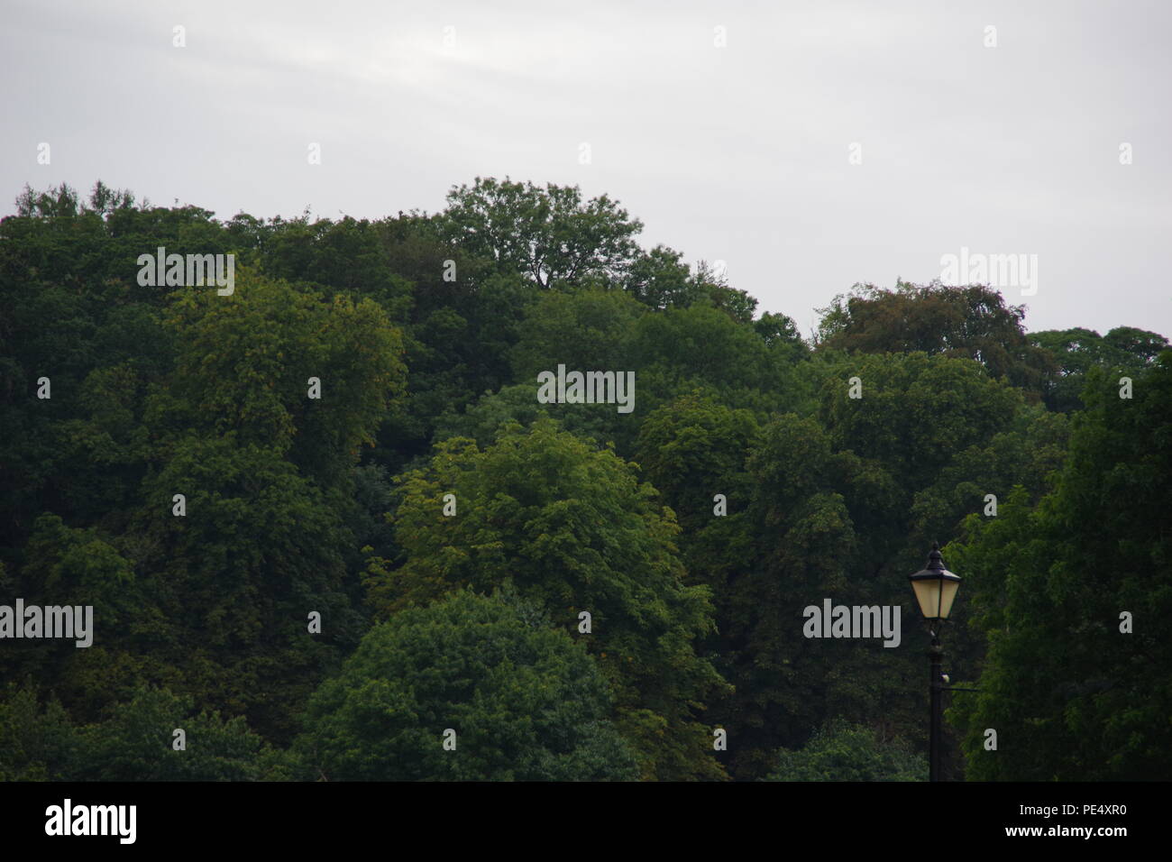 Old Cast Iron Narnia lamppost by Dense Oak Woodland. Ashton Court Estate Deer Park. Bristol ...
