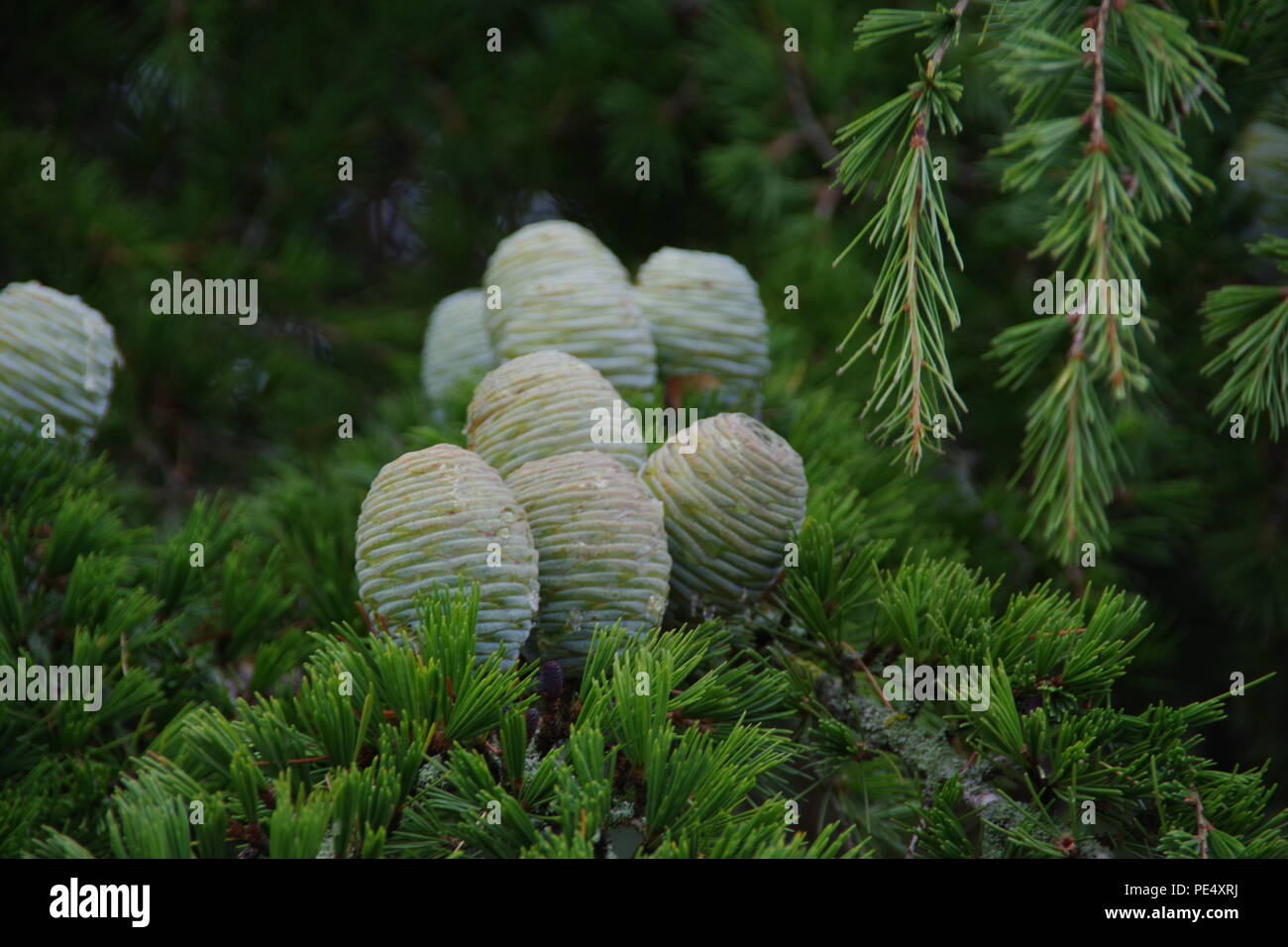 Cedar of Lebanon (Cedrus libani) Ornamental Tree, Close up of Needle ...